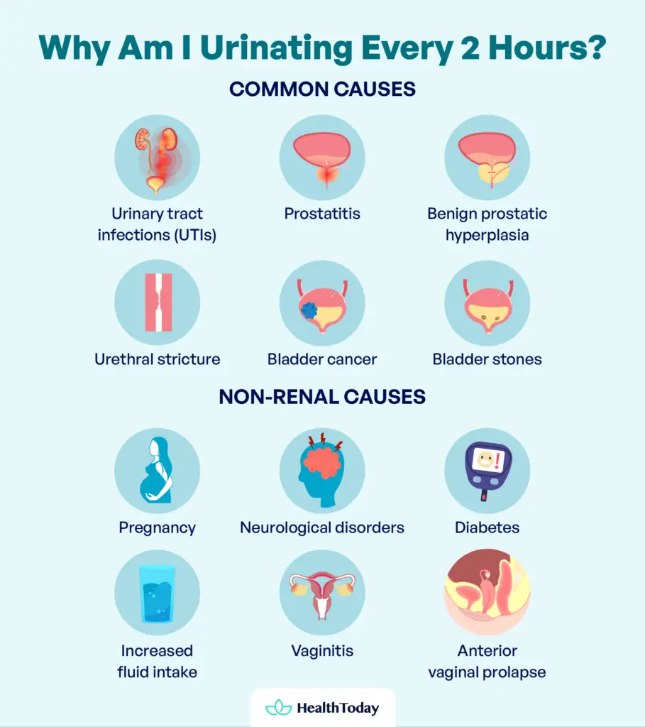 Frequent Urination With Pain | Kidney Disease and Other Causes - HealthToday