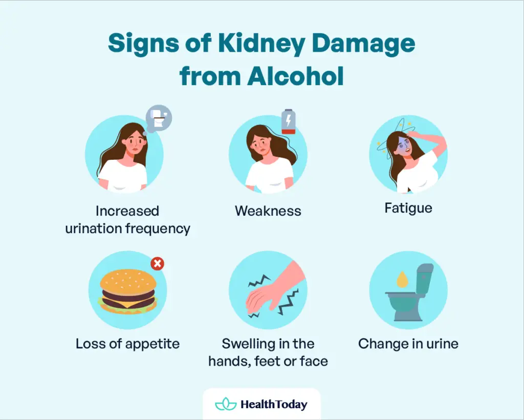 How Does Alcohol Affect Kidneys? Drinking and Kidney Facts - HealthToday