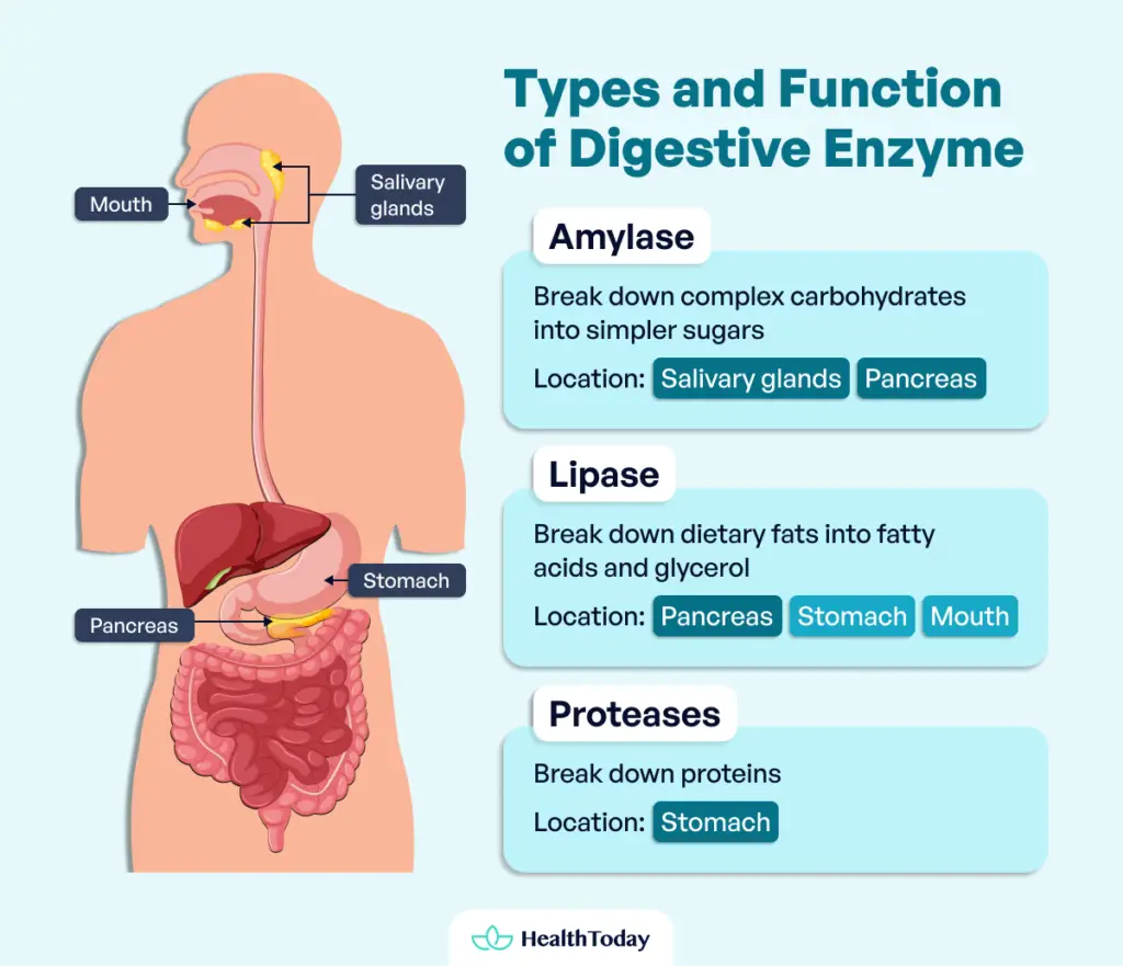 Digestive Enzymes for Protein: Types, Side Effects and More - HealthToday