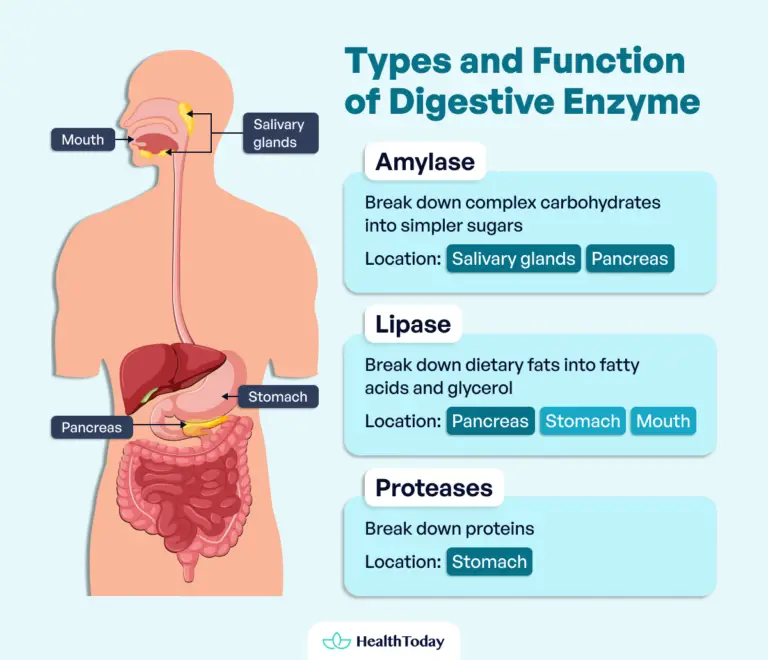 Digestive Enzymes for Protein: Types, Side Effects and More - HealthToday