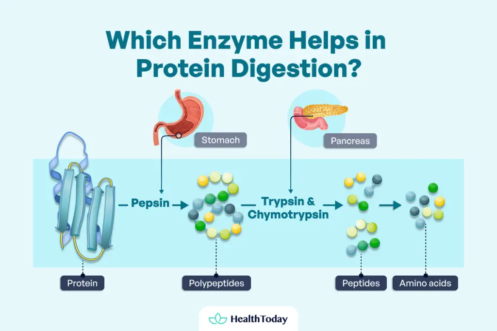 Digestive Enzymes for Protein: Types, Side Effects and More - HealthToday