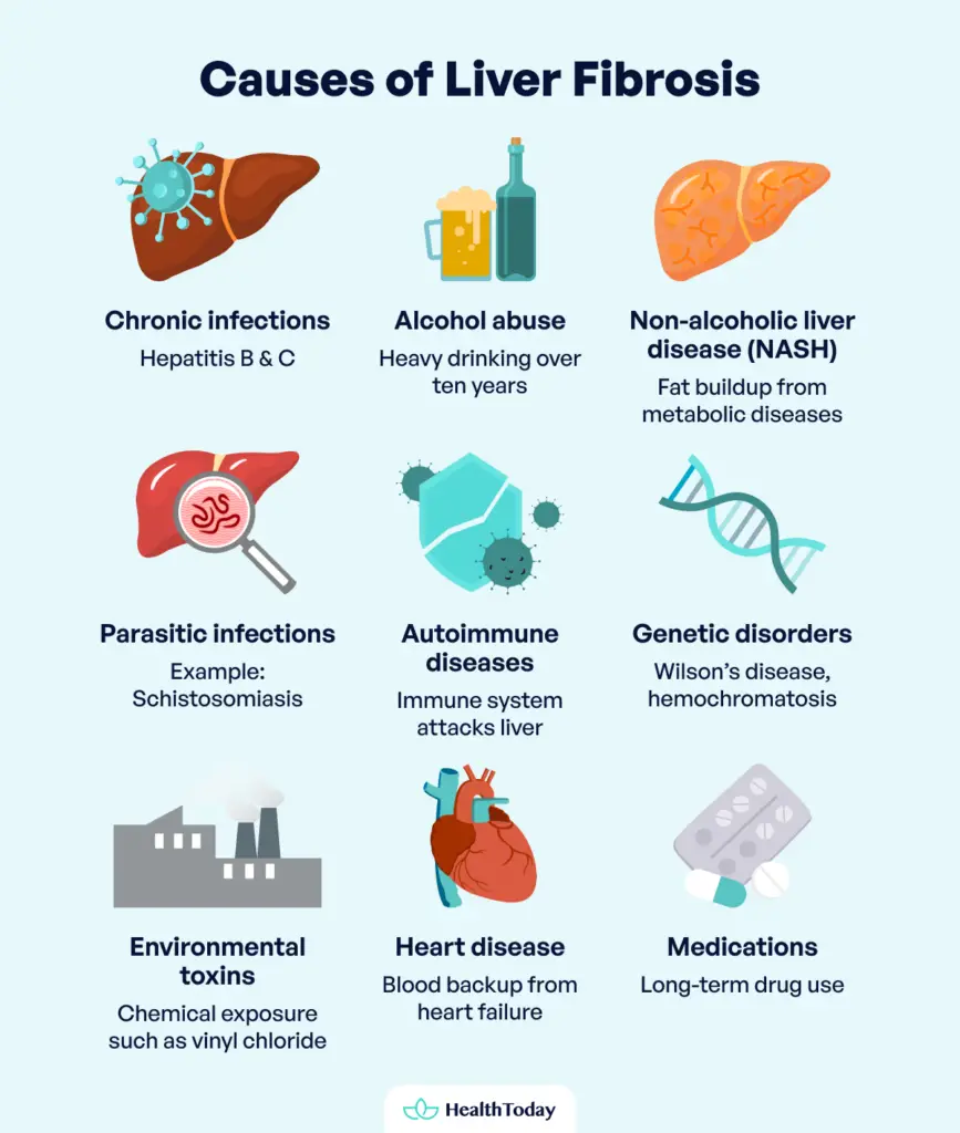 What Is Liver Fibrosis: Causes, Symptoms, Stages and More - HealthToday