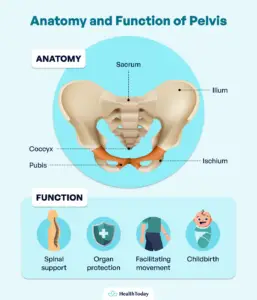 Where Is the Pelvis? Anatomy, Functions, and Key Facts - HealthToday