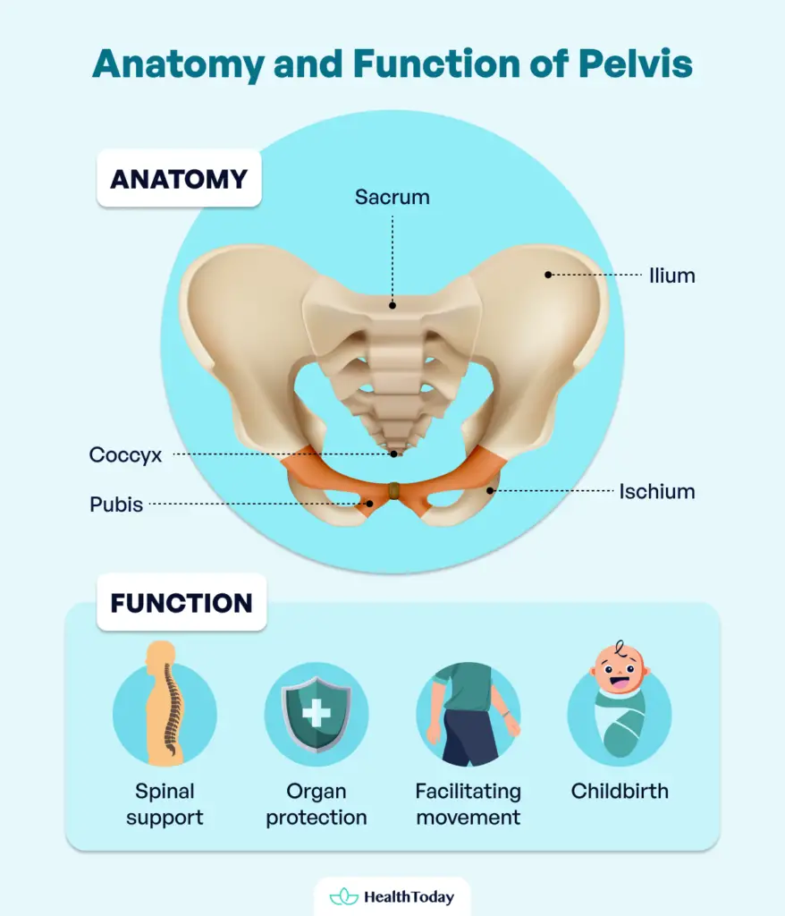 Where Is the Pelvis? Anatomy, Functions, and Key Facts - HealthToday