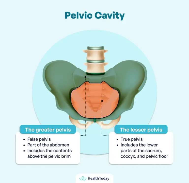 Where Is the Pelvis? Anatomy, Functions, and Key Facts - HealthToday