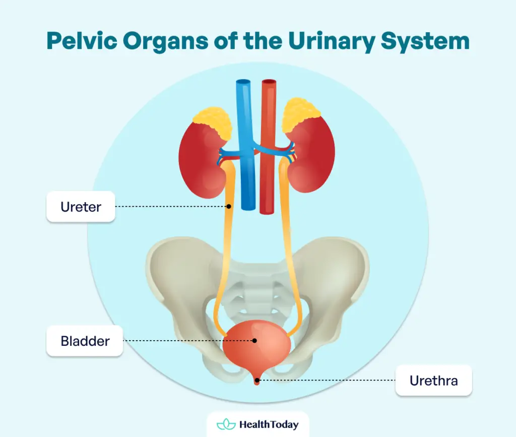 Where Is the Pelvis? Anatomy, Functions, and Key Facts - HealthToday